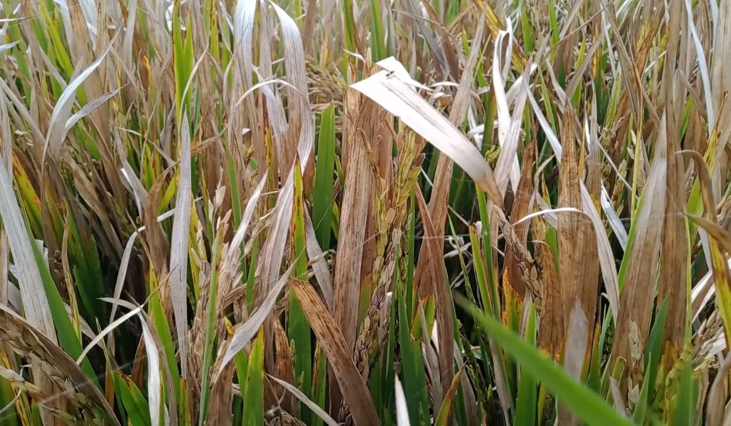 Bibit Padi Bantuan Pemerintah Diduga Jadi Sebab Gagal Panen Petani Di ...